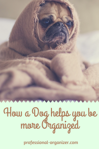 How your Dog helps you be more Organized - Ellen's Blog, Professional ...